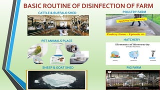 Disinfection of farm environment .pptx