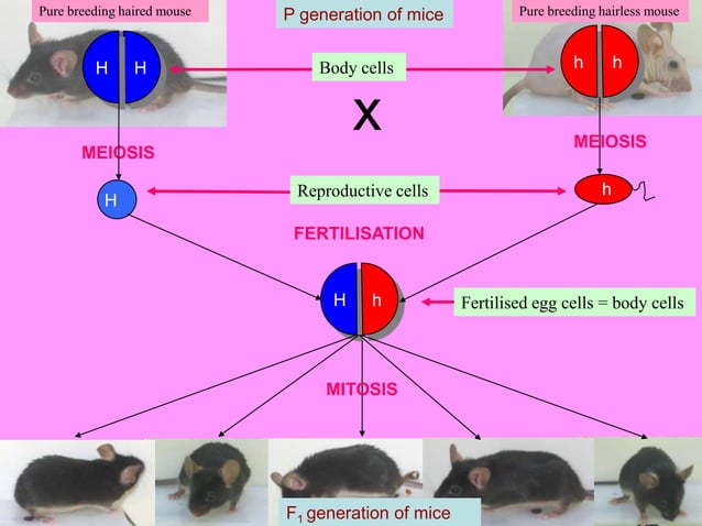 Mouse Genetics Animation | PPTX | Reproductive Health | Diseases and ...