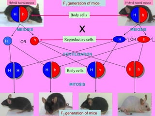 Mouse Genetics Animation | PPTX | Reproductive Health | Diseases and ...