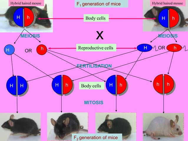 Mouse Genetics Animation | PPTX | Reproductive Health | Diseases and ...