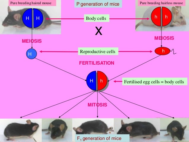 Mouse Genetics Animation