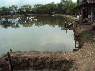 Diskusi kolam | PPTX