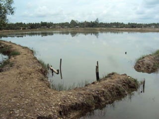 Diskusi kolam | PPTX