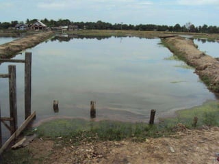 Diskusi kolam | PPTX