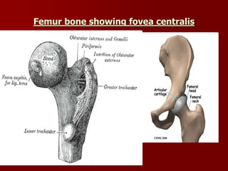 Fovea Centralis Of Femur