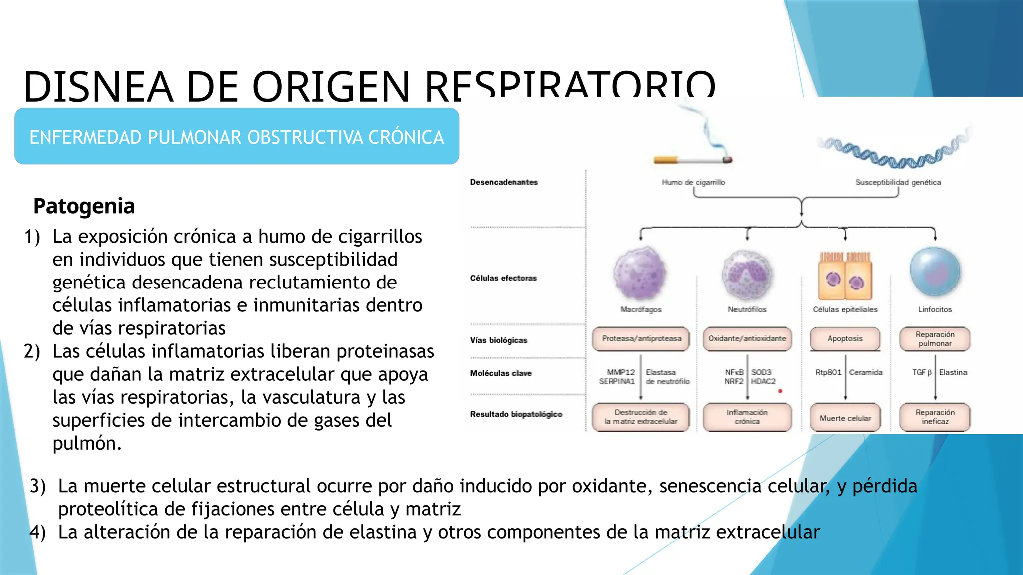 DISNEA - CAUSAS, CARACTERÍSTICAS- DESCRIPCIÓN.pptx