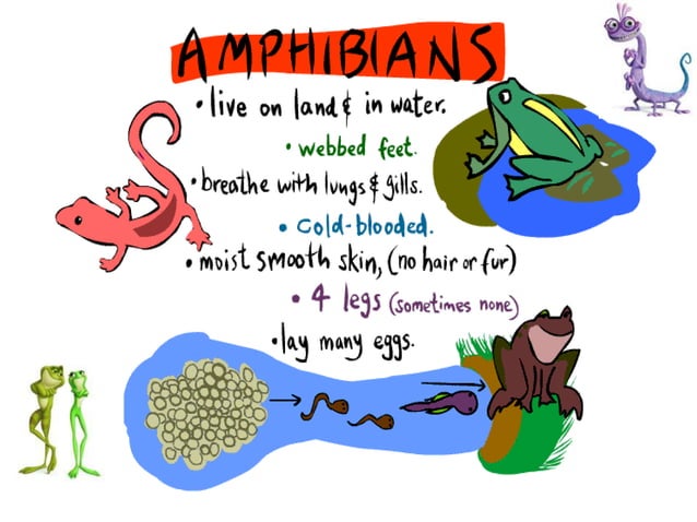 Disney animals classification 1 | PPT