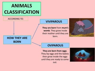 Disney animals classification 1 | PPT