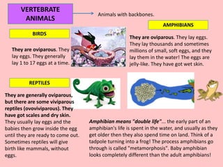 Disney animals classification 3 | PPT