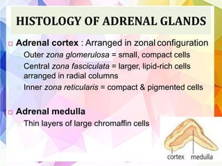 Disorder of adrenal cortex | PPTX