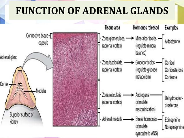 Disorder of adrenal cortex | PPTX | Hormonal Disorders | Endocrine and ...
