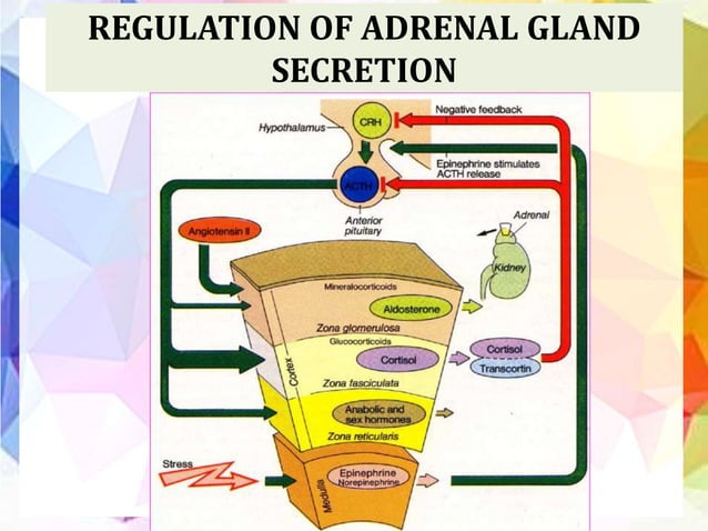 Disorder of adrenal cortex | PPTX | Hormonal Disorders | Endocrine and ...