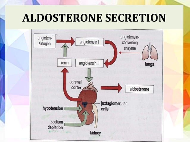 Disorder of adrenal cortex | PPTX | Hormonal Disorders | Endocrine and ...