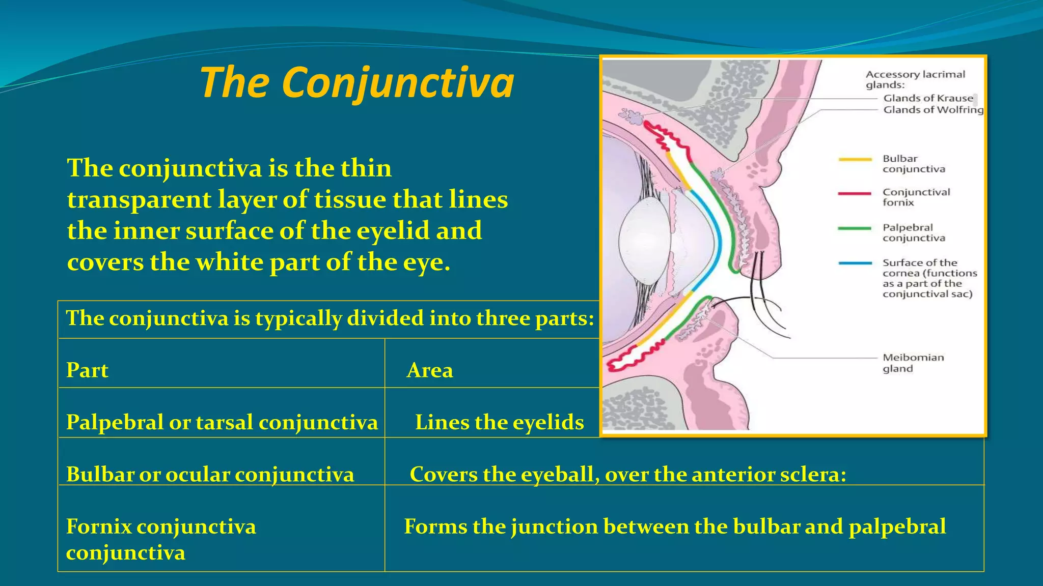 Conjunctivitis