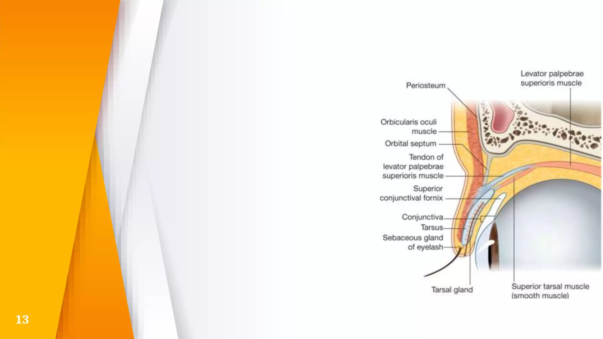 Eye Lid Disorders ,Ophthalmology | PPTX