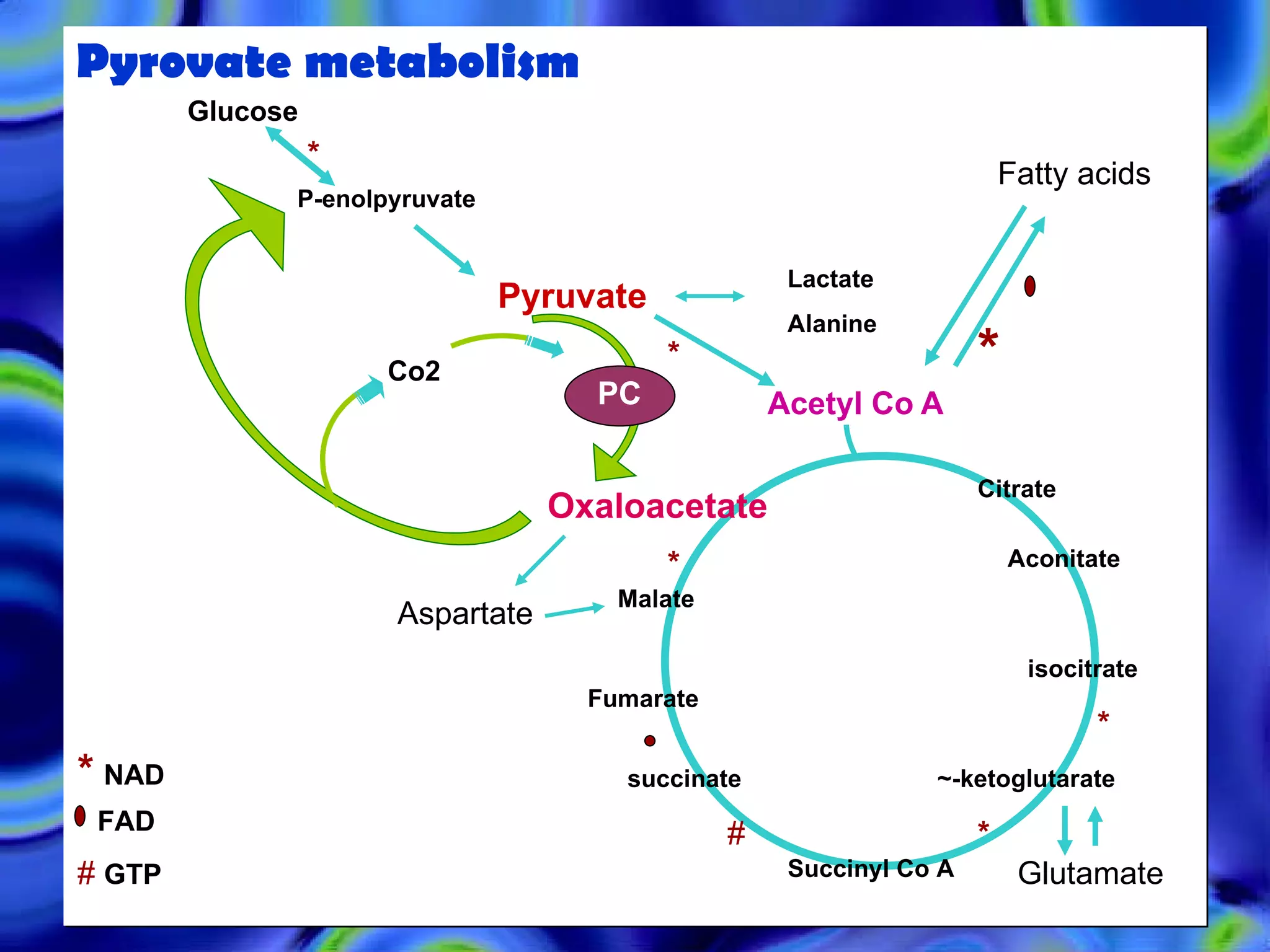 Disorder Of Pyrovate | PPT