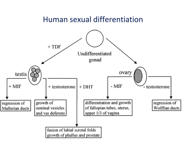Disorder Of Sex Development Pdf