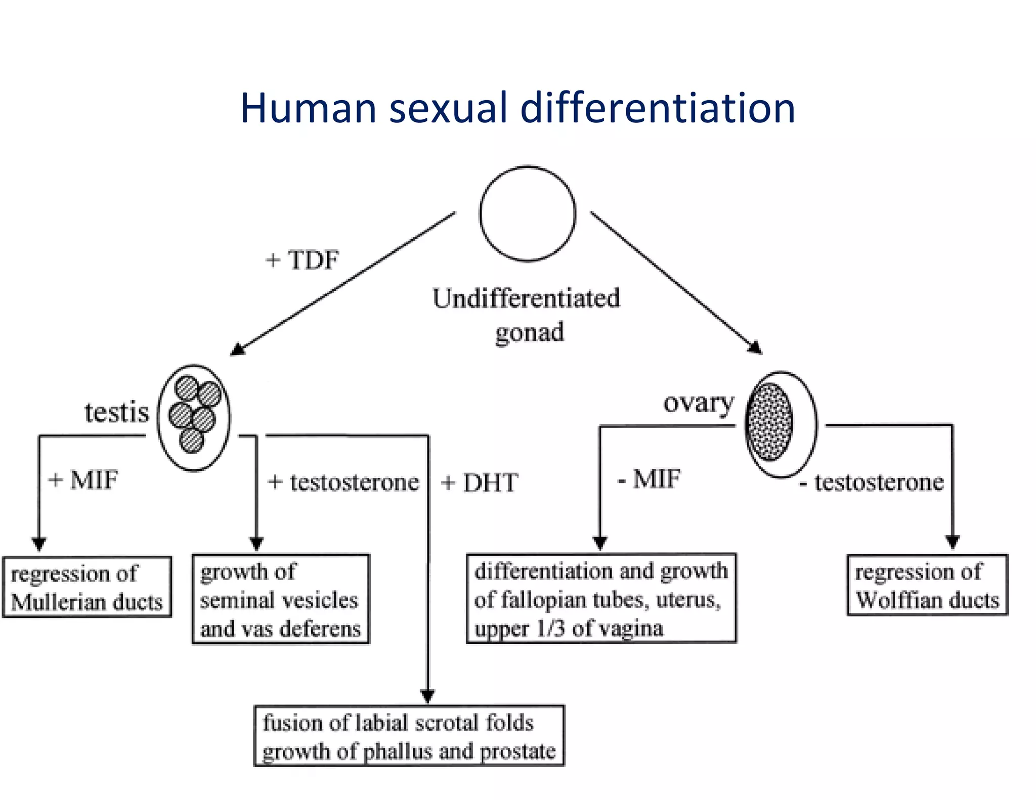 Disorder of sex differentiation presentation | PDF