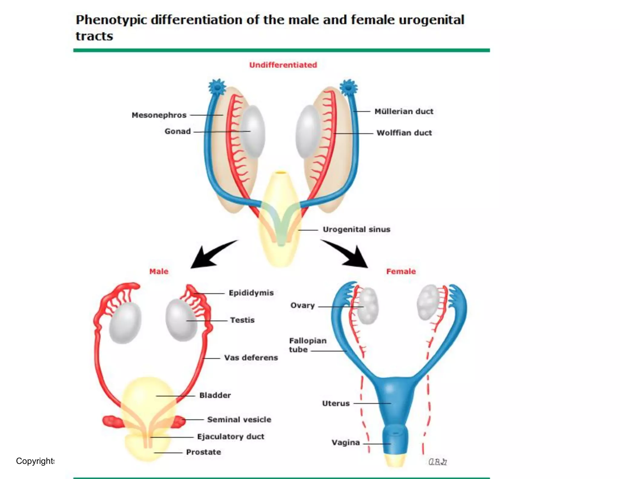 Disorder Of Sex Differentiation Presentation Pdf