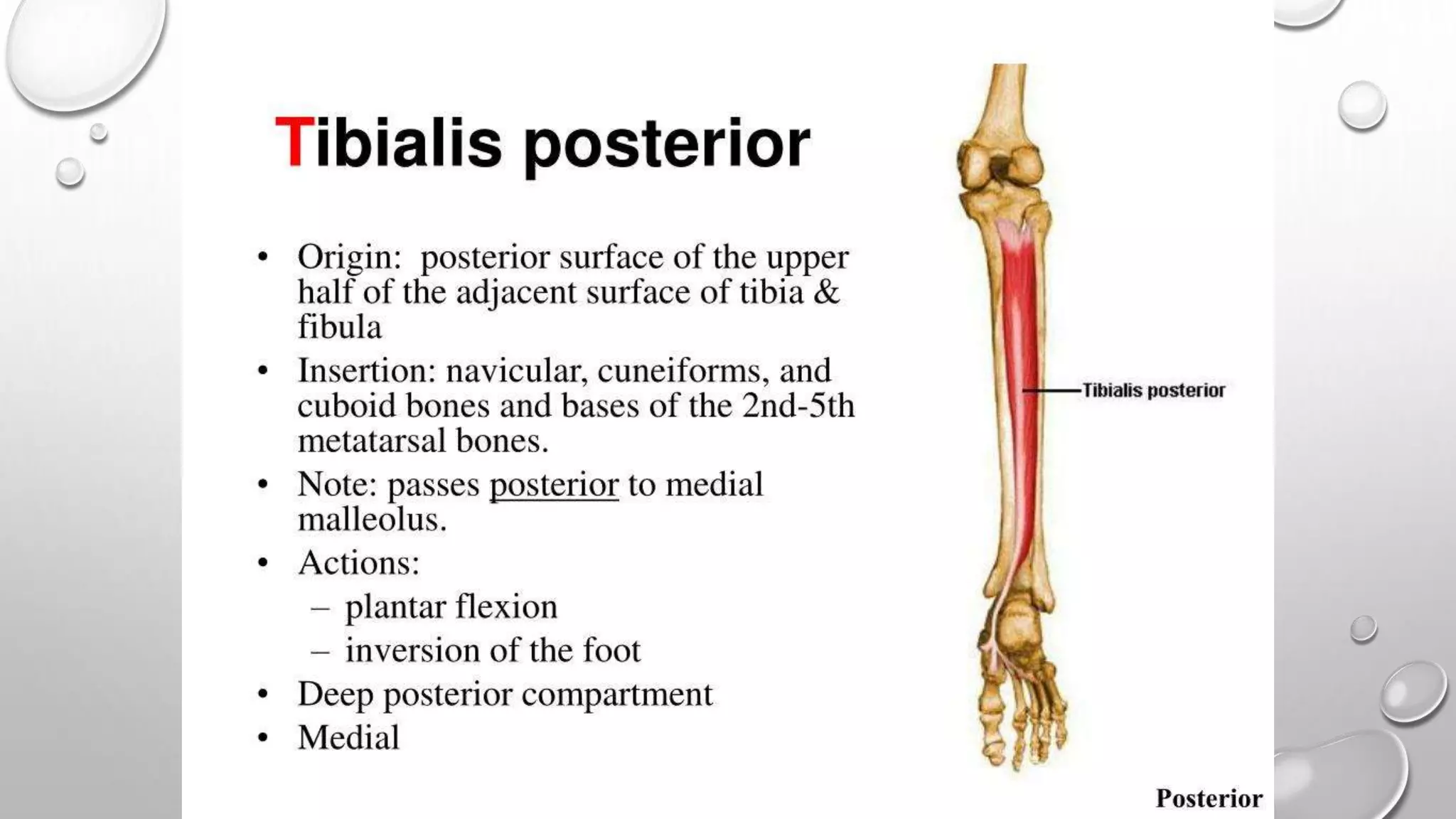 Disorder of tibialis anterior and tibialis posterior tendon | PPTX ...