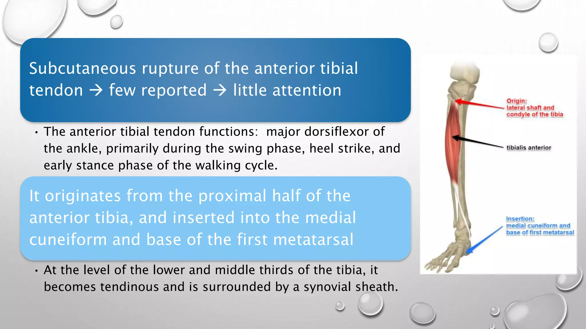 Tibialis Posterior Tendon Origin