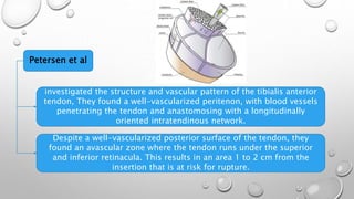 Disorder of tibialis anterior and tibialis posterior tendon | PPTX ...