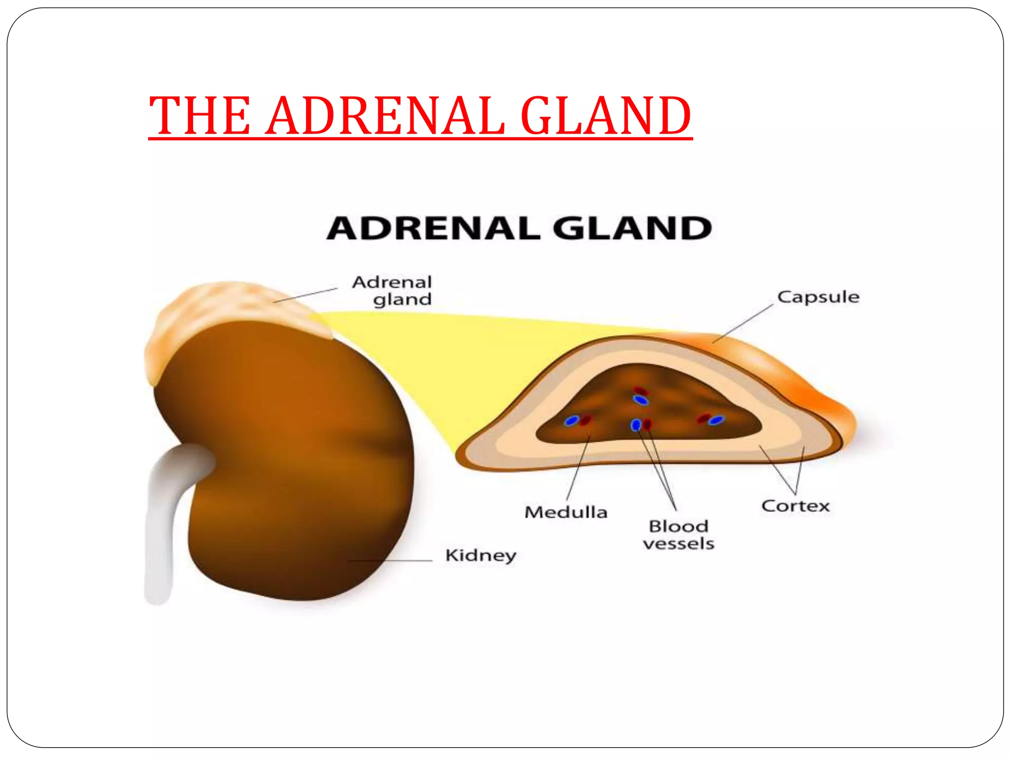 Disorders of adrenal glands | PPTX