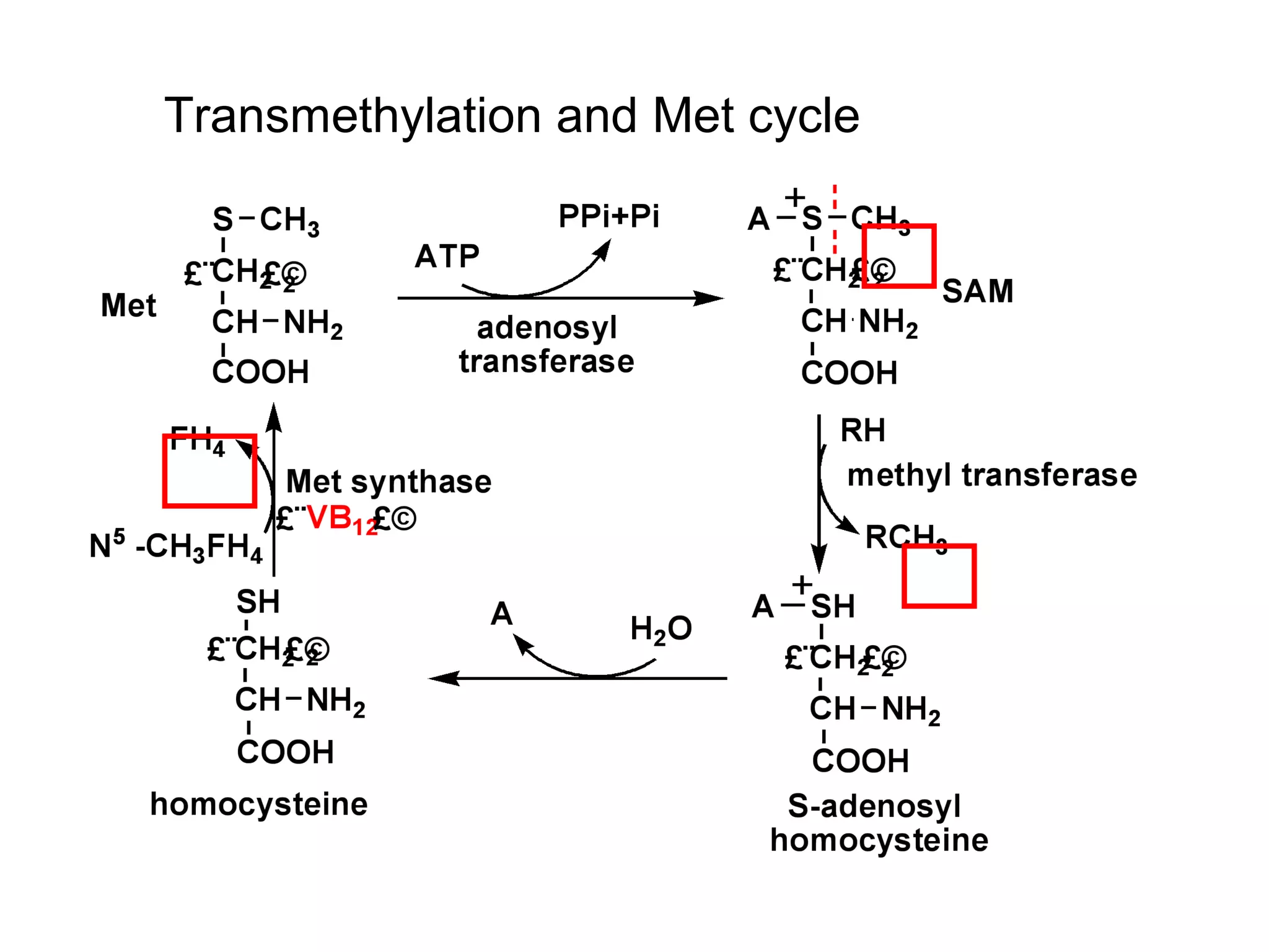 Disorders amino acids | PPT