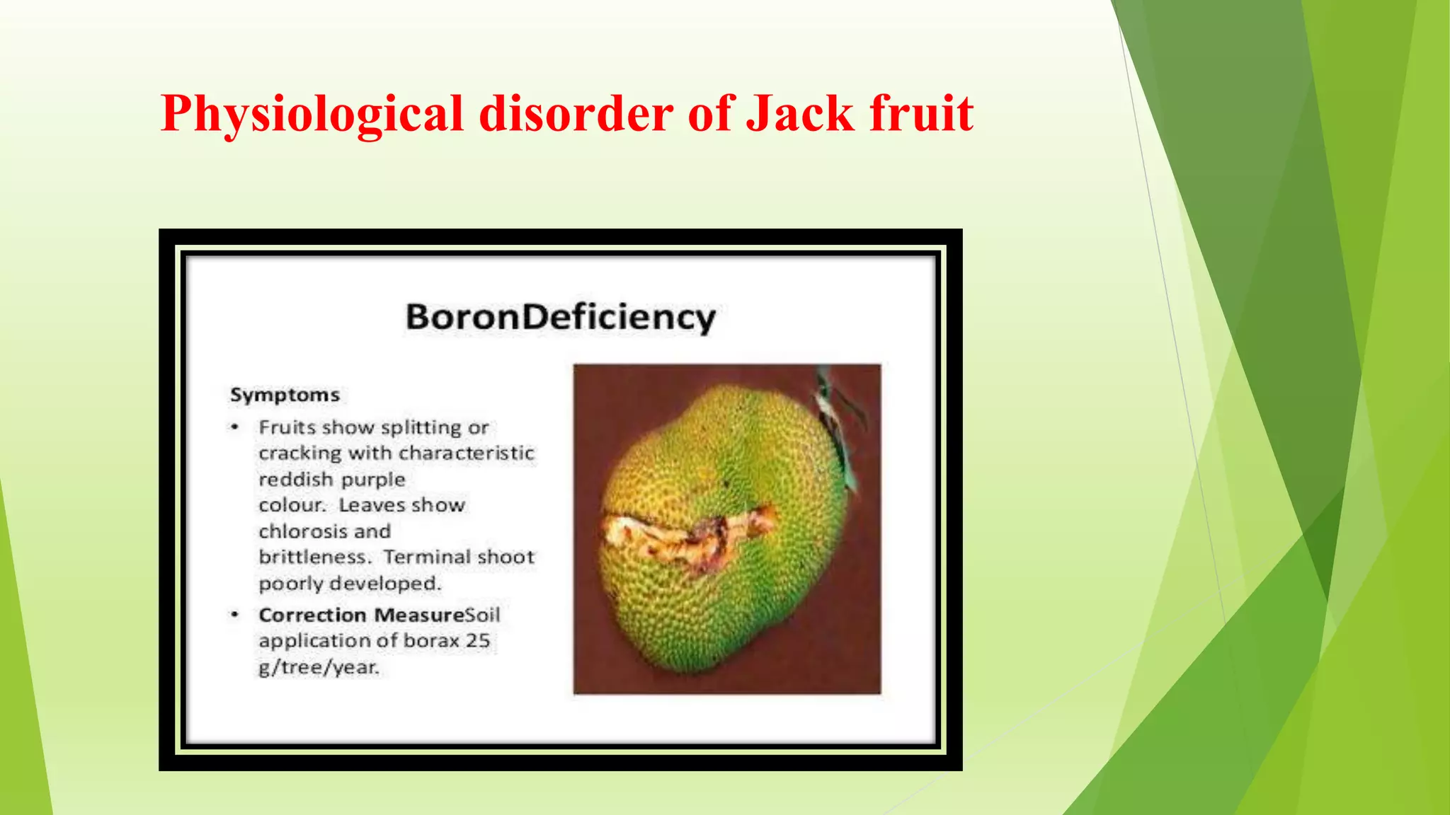 Physiological Disorders of fruit crops by Pooja | PPTX