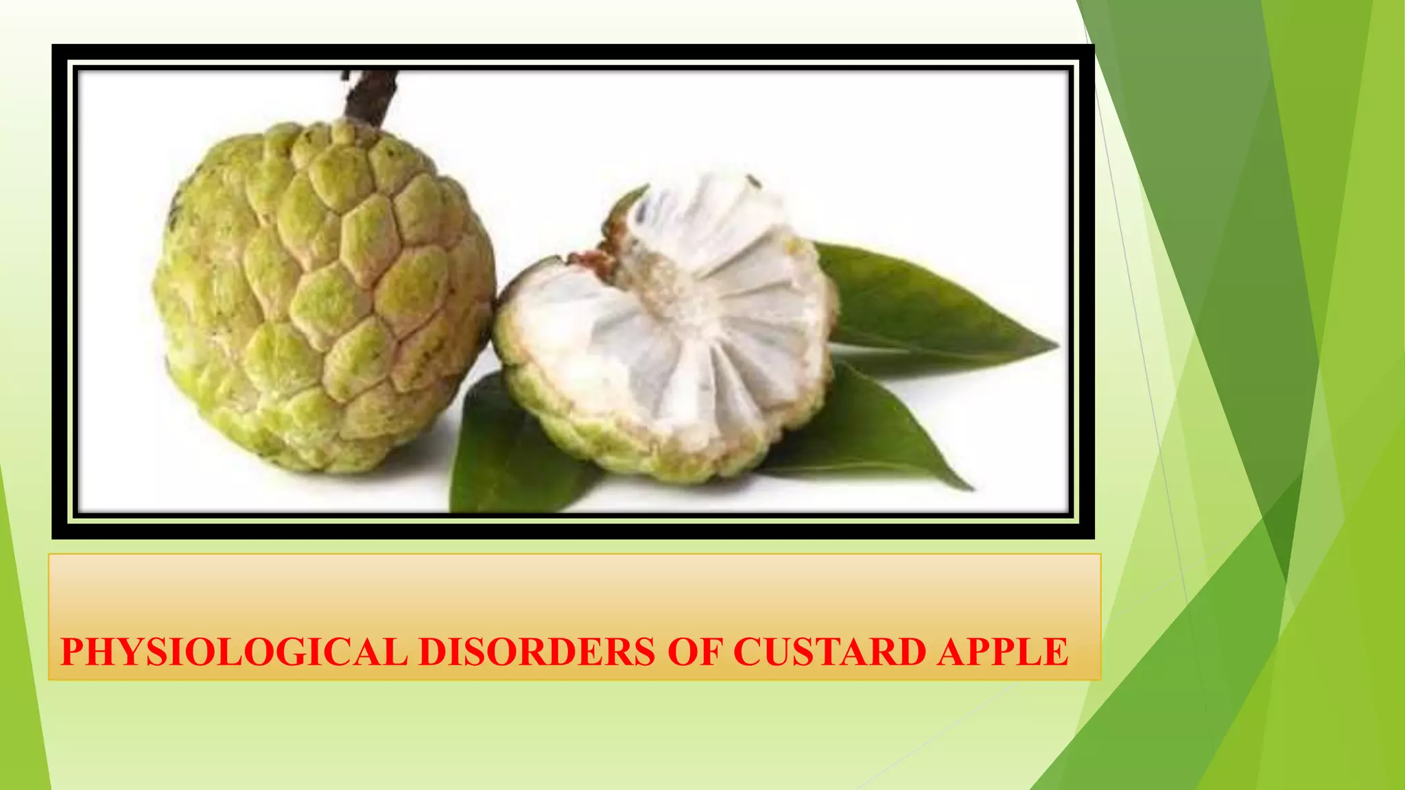 Physiological Disorders of fruit crops by Pooja | PPTX