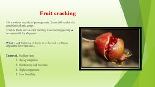 Physiological Disorders of fruit crops by Pooja | PPTX