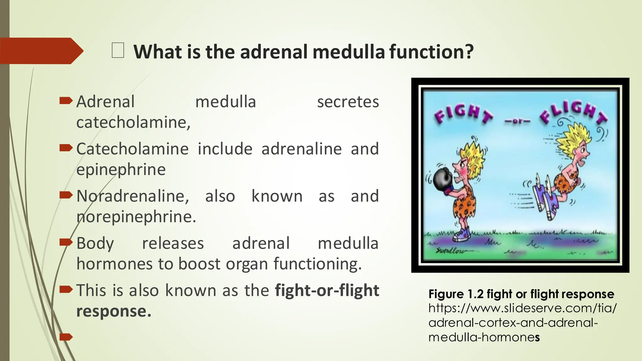 disorders of adrenal medulla.pdf