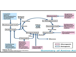 Disorders of amino acid metabolism | PPTX