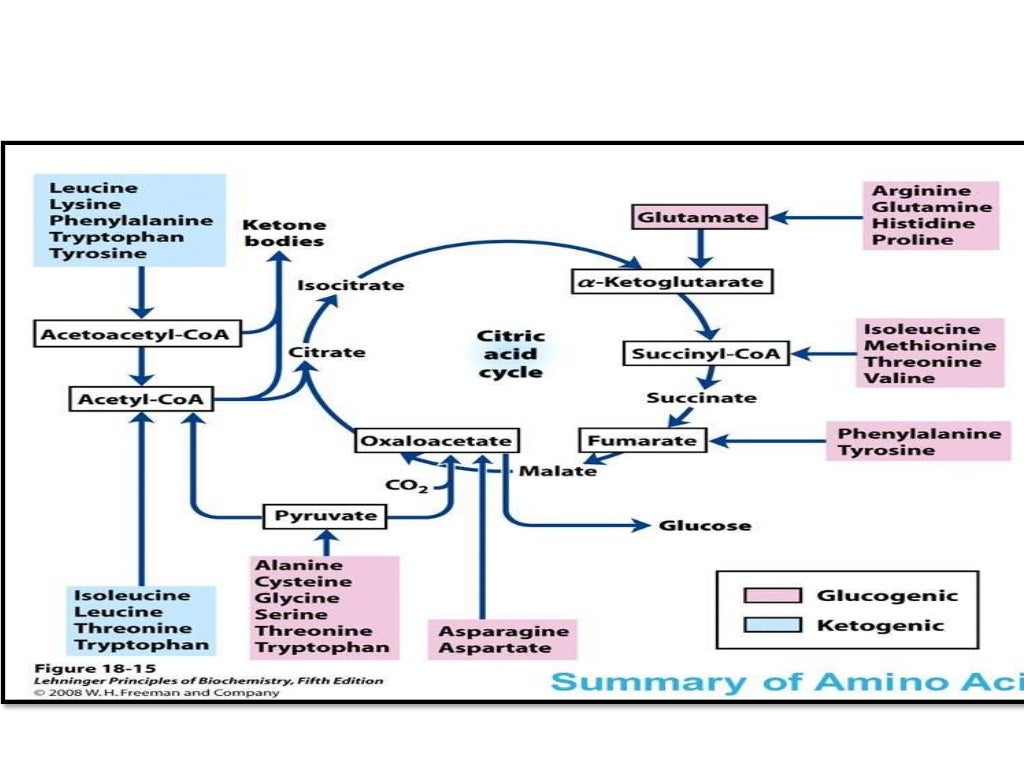 Disorders Of Amino Acid Metabolism