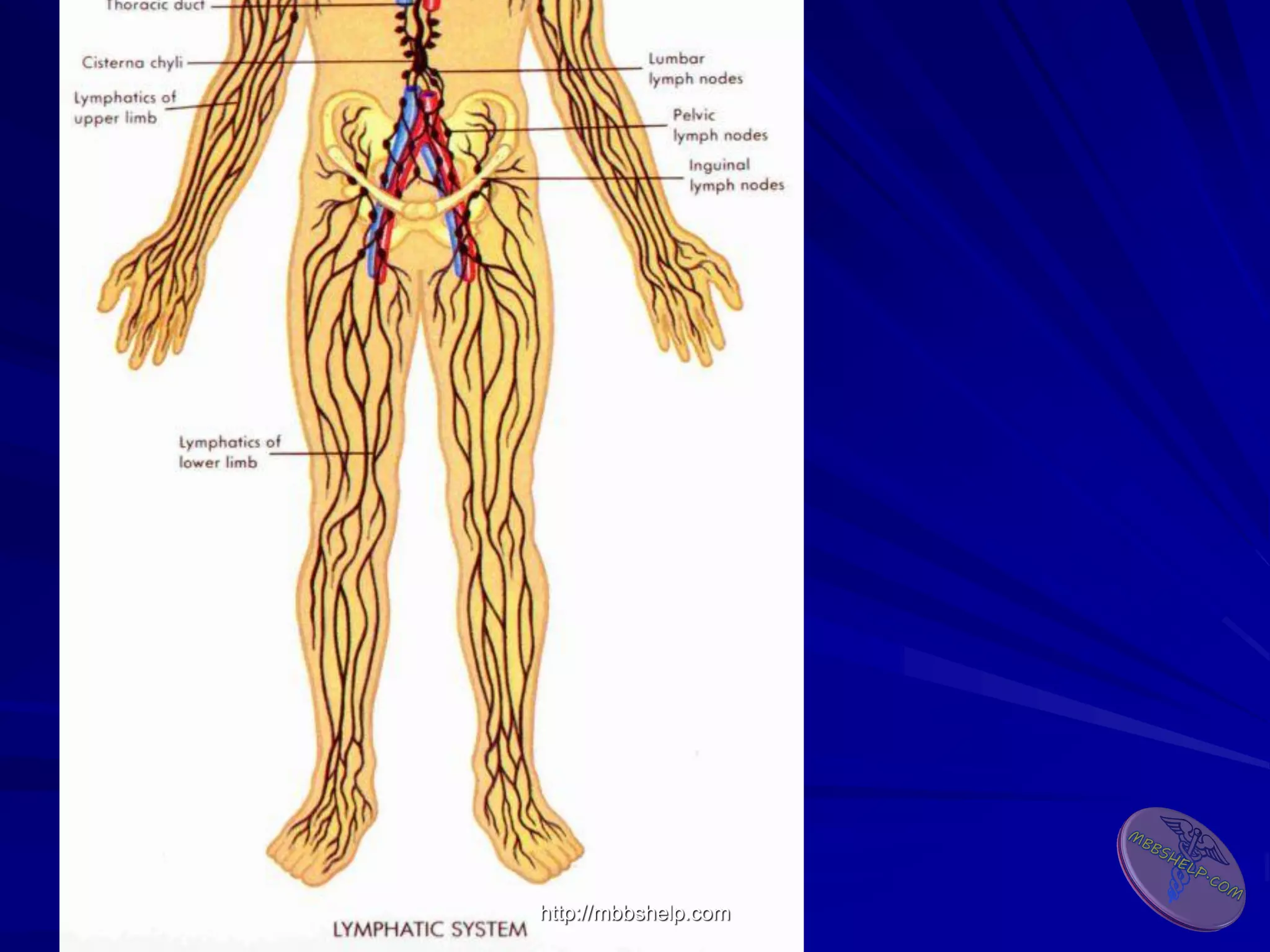 Disorders of arterial blood circulation2 | PDF | Blood Disorders ...