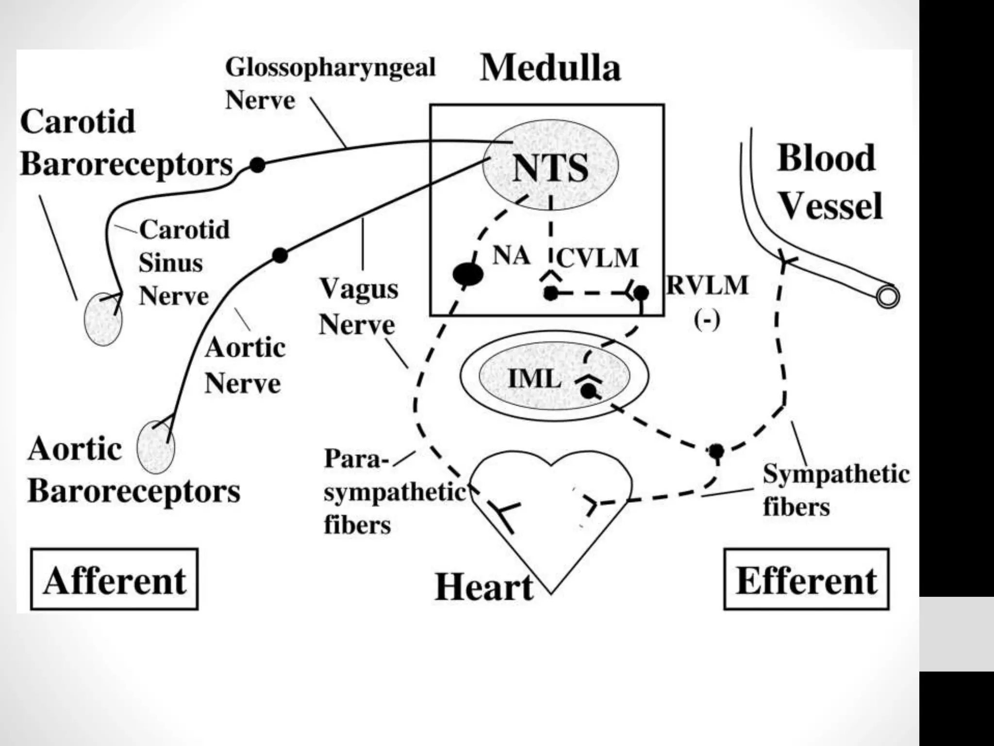 Disorders of autonomic nervous system | PPTX