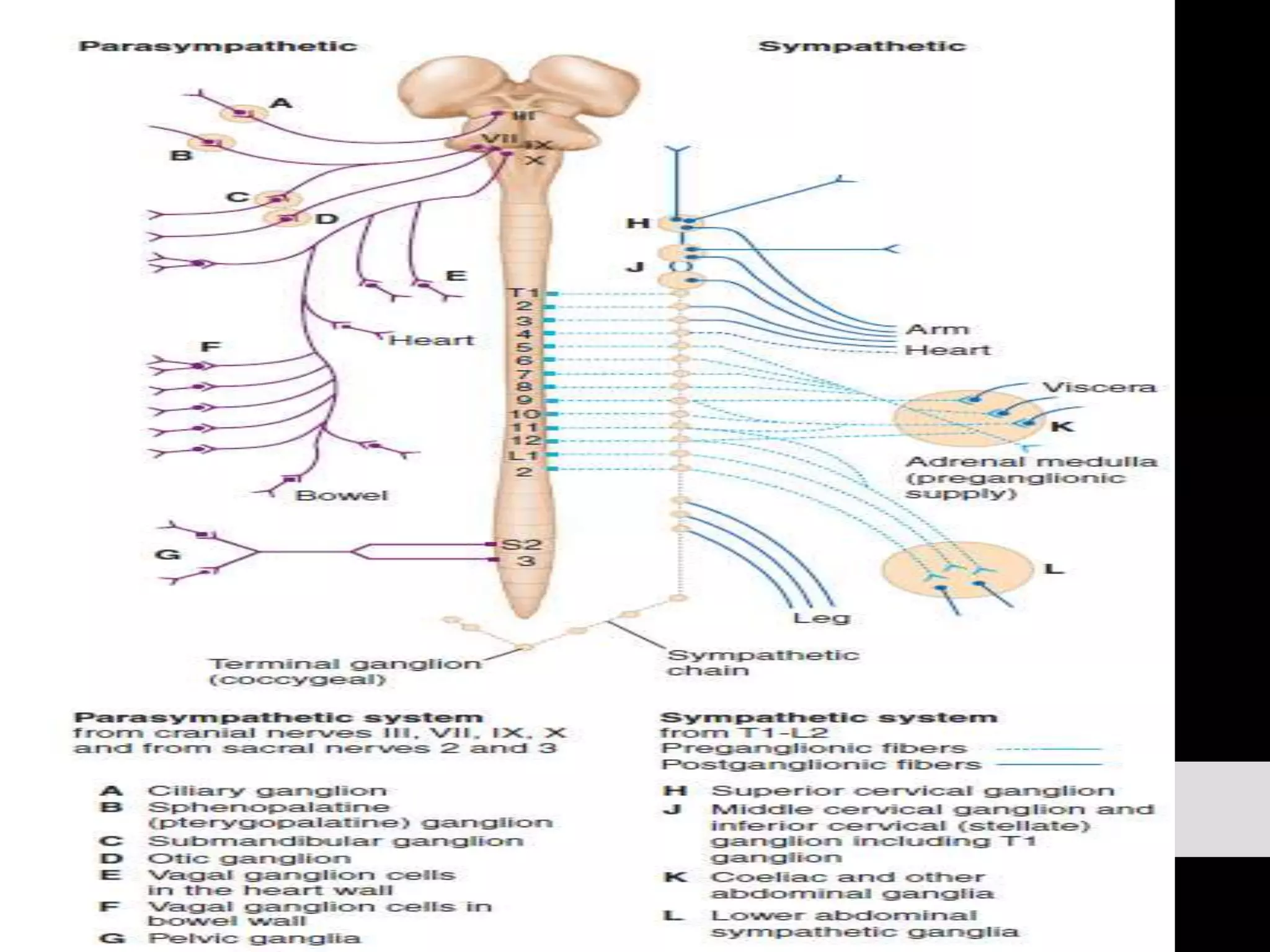 Disorders of autonomic nervous system | PPTX