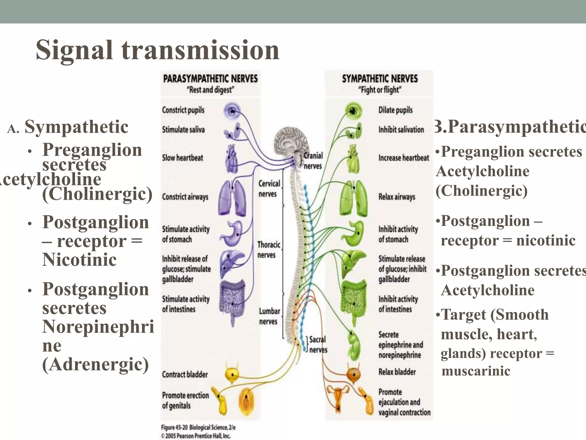 Disorders of autonomic nervous system neurologykota | PPT