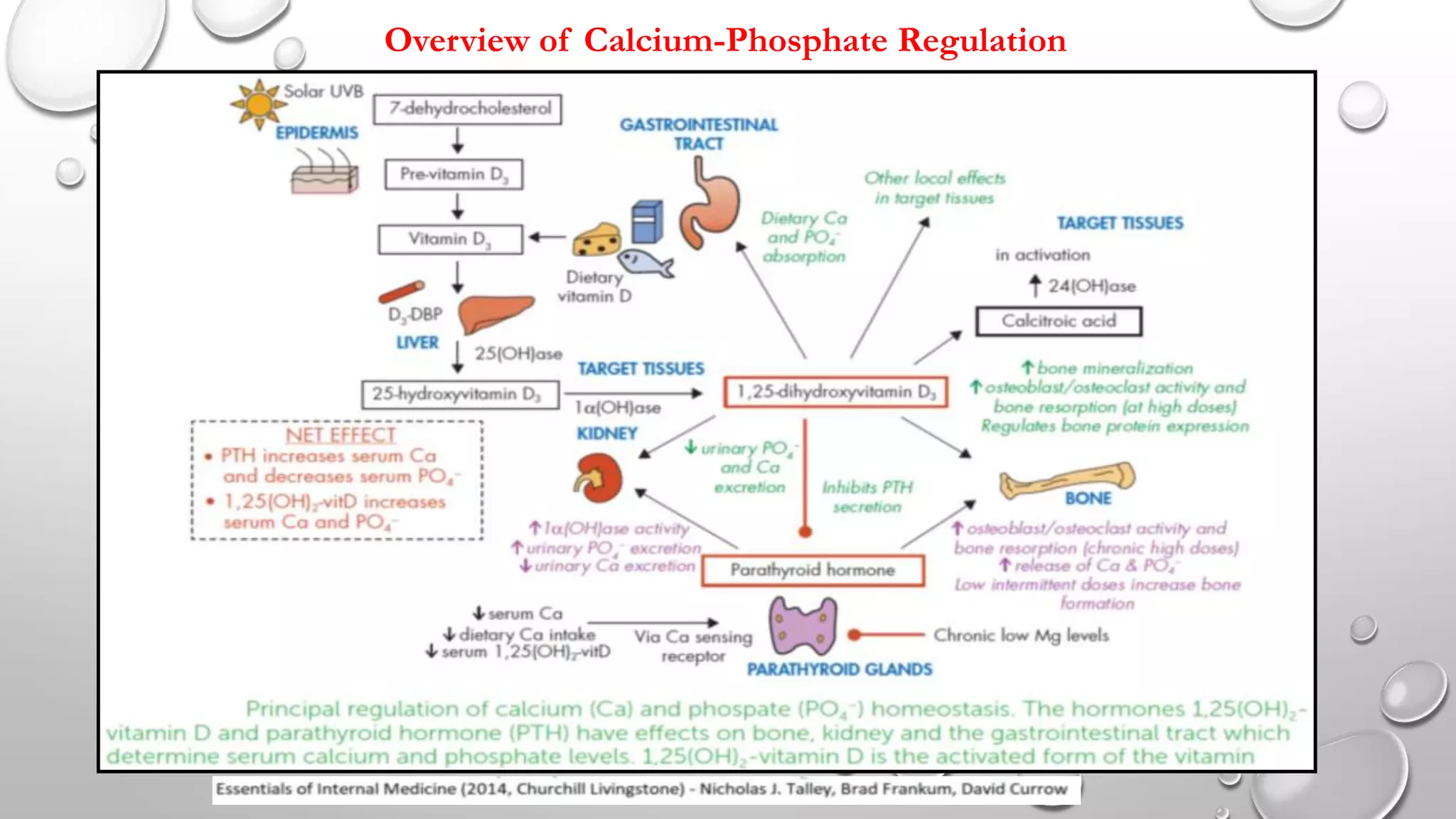 Disorders of Calcium and Phosphate Metabolism.ppt