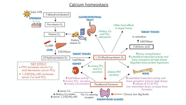 Disorders of calcium metabolism - approach and management | PPT