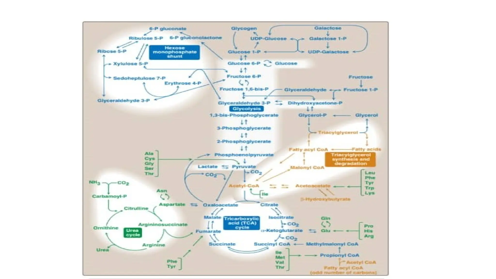 DISORDERS OF CARBOHYDRATE METABOLISM_REGULATION OF BLOOD SUGAR AND ...