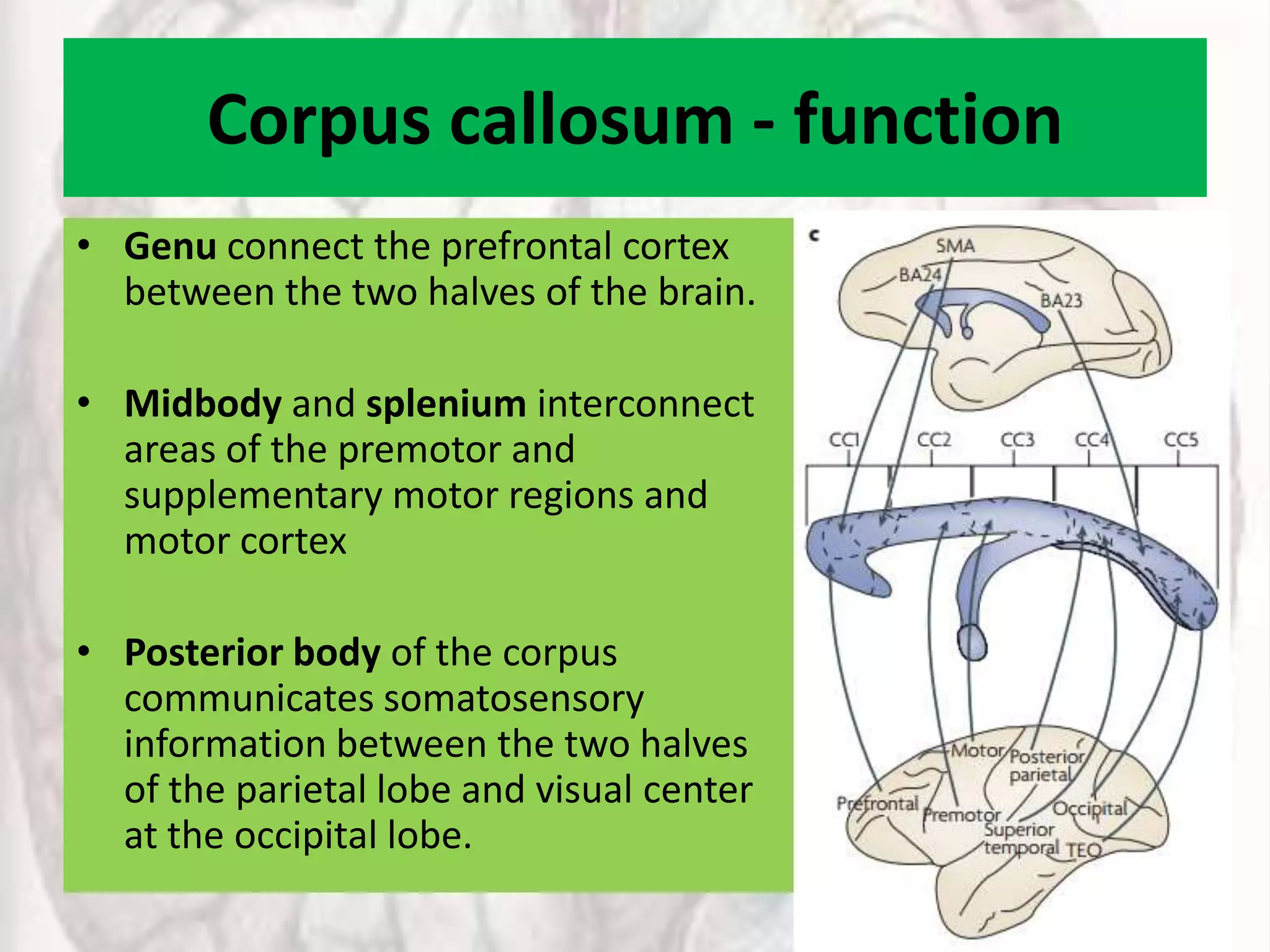 Disorders of corpus callosum | PPTX