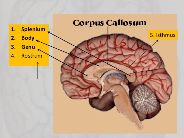 Anatomy Of The Corpus Callosum Anatomical Charts And Posters