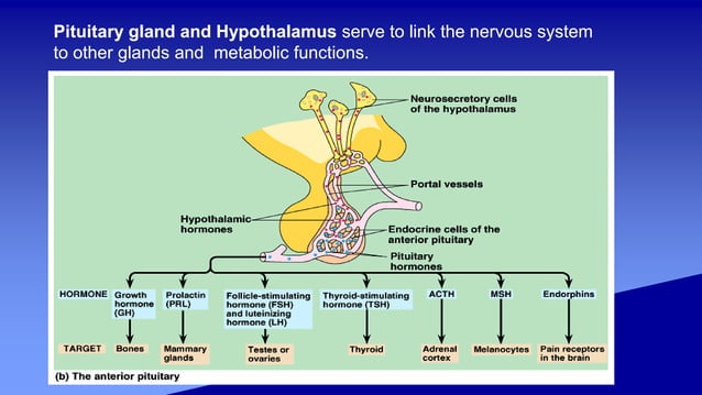 Disorders of endocrine system - Pituitary gland | PPT