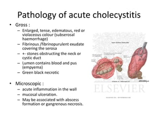 Chronic Cholecystitis Gross