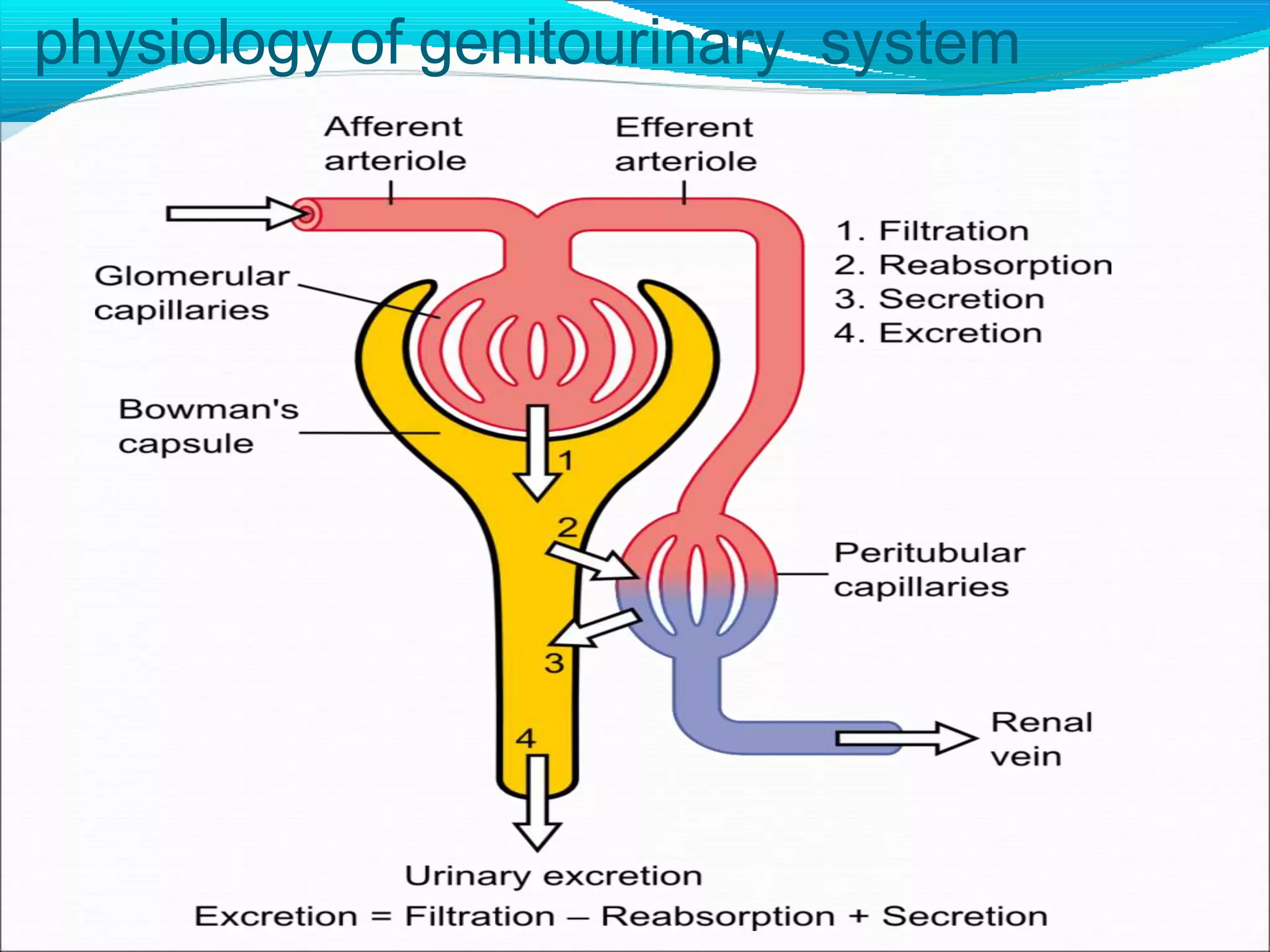 Disorders of genitourinary | PPTX