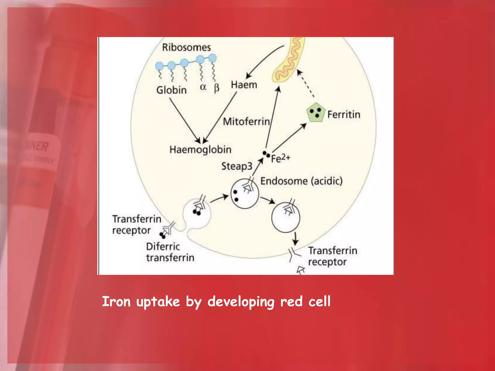 Disorders of haem synthesis | PPTX