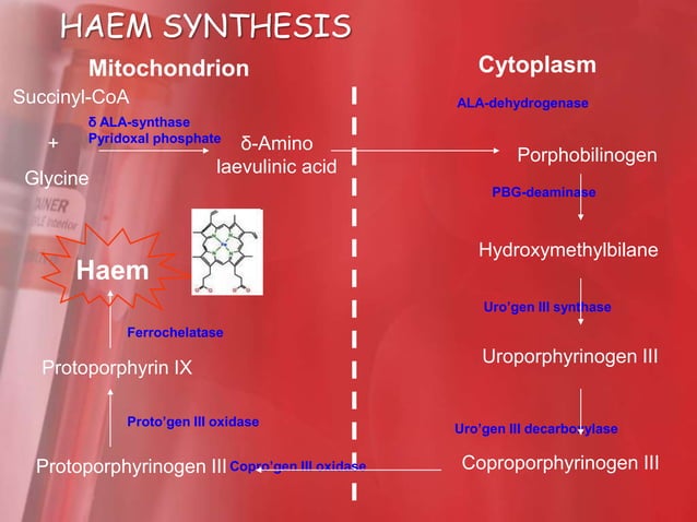 Disorders of haem synthesis | PPTX