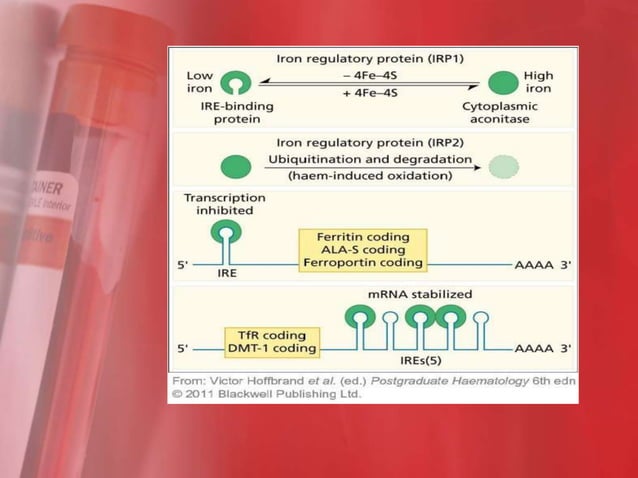 Disorders of haem synthesis | PPTX
