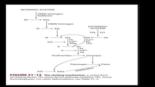 DISORDERS OF HEMOSTASIS , extrinsic and intrinsic pathway | PPT